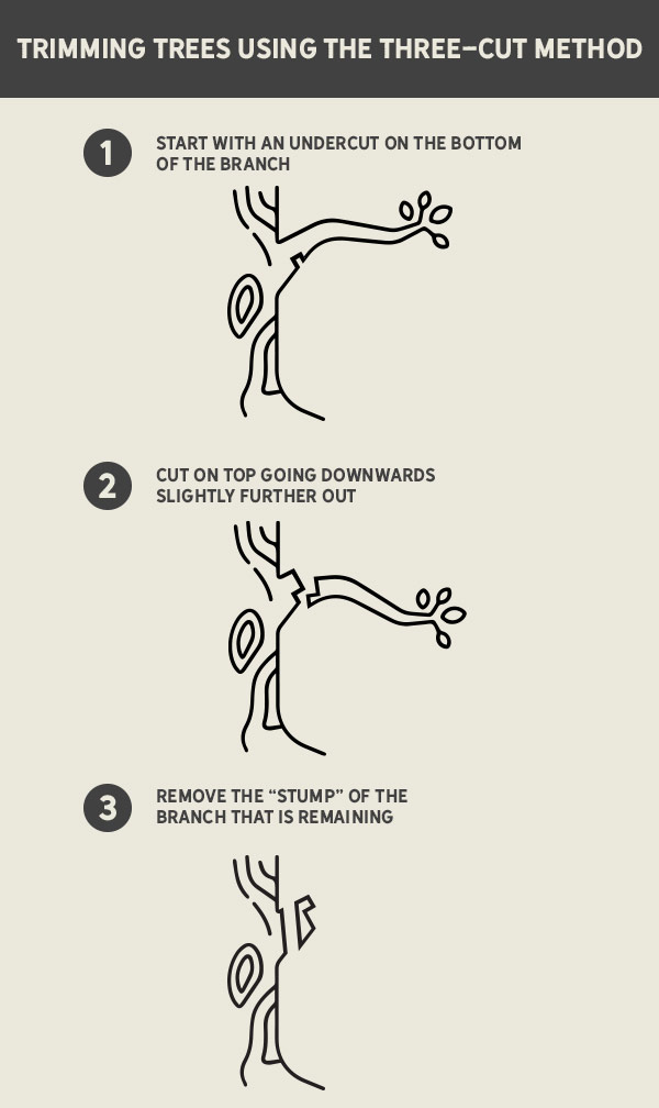 Tree Trimming | McCoy's Building Supply